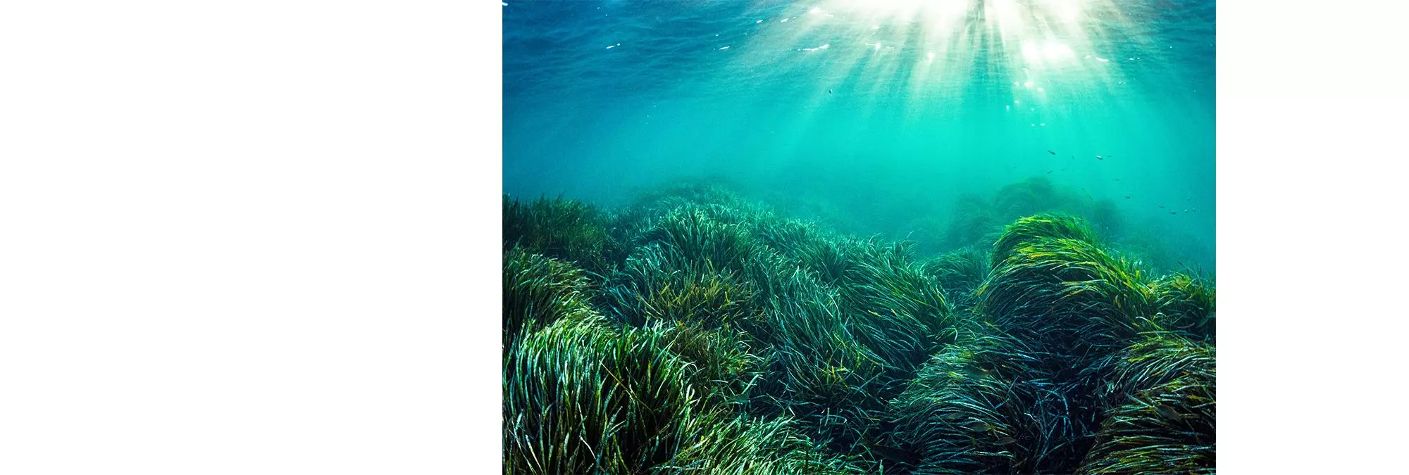 Zakaj bi morska trava lahko bila skrivnostno orožje oceana proti podnebnim spremembam 12075_1
