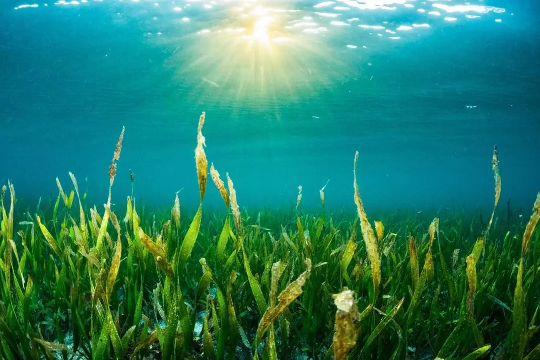 ทำไมหญ้าทะเลจึงเป็นอาวุธลับของมหาสมุทรในการต่อต้านการเปลี่ยนแปลงสภาพภูมิอากาศ 12075_10