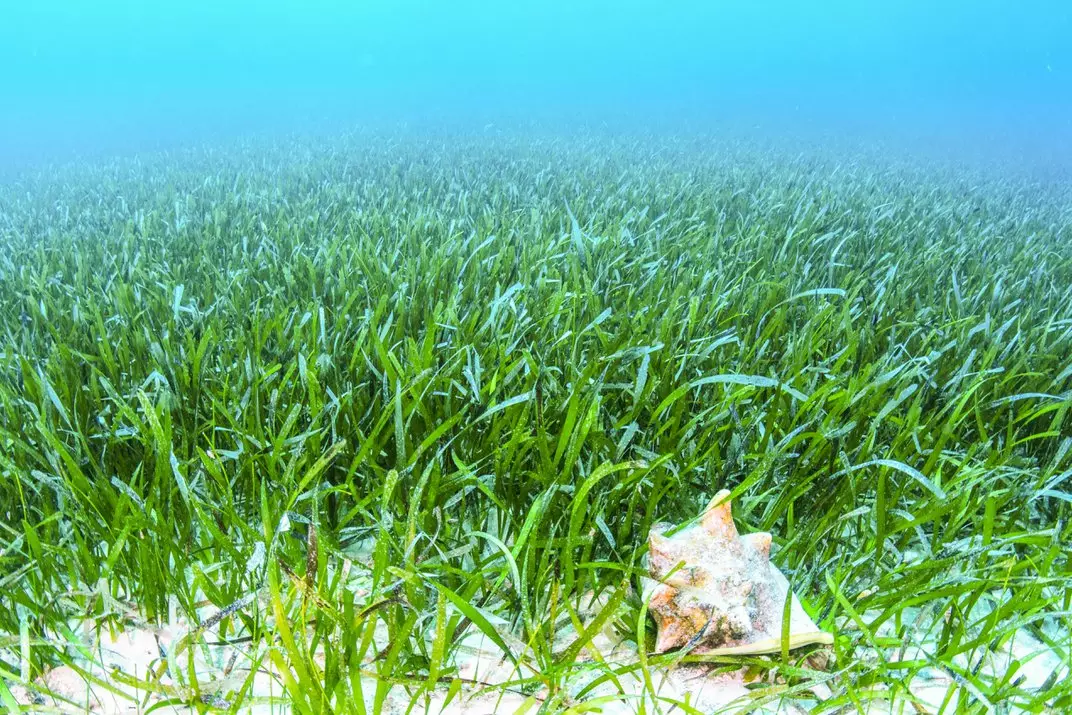 Proč by mořská tráva mohla být tajnou zbraní oceánu proti změně klimatu 12075_13