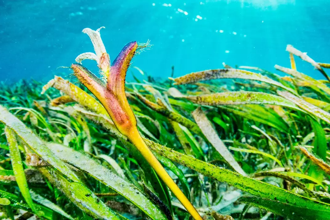Seagrass သည် ရာသီဥတုပြောင်းလဲမှုကို ဆန့်ကျင်သည့် သမုဒ္ဒရာ၏လျှို့ဝှက်လက်နက်ဖြစ်နိုင်သနည်း။ 12075_14