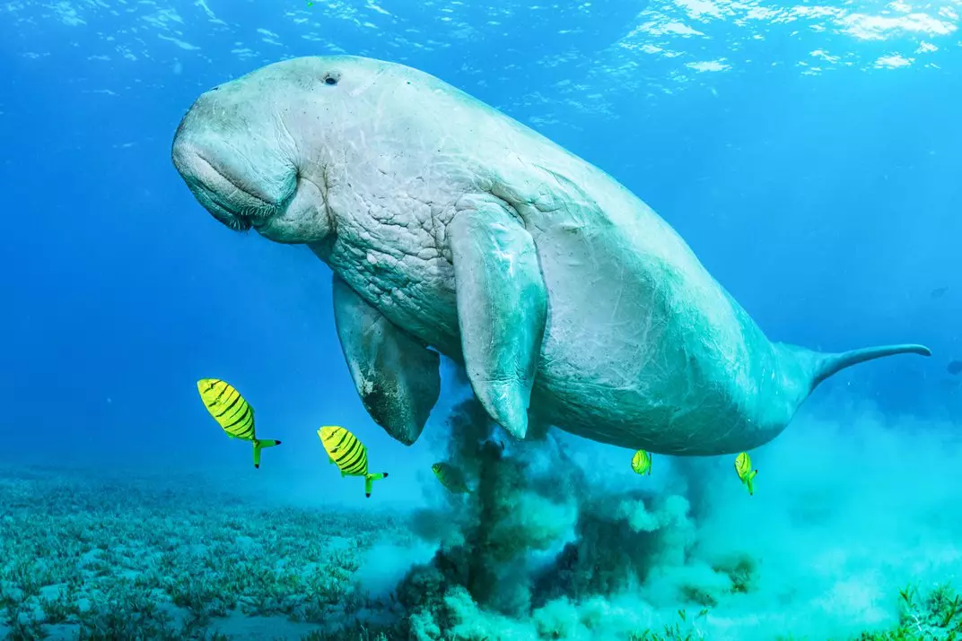 I-dugong