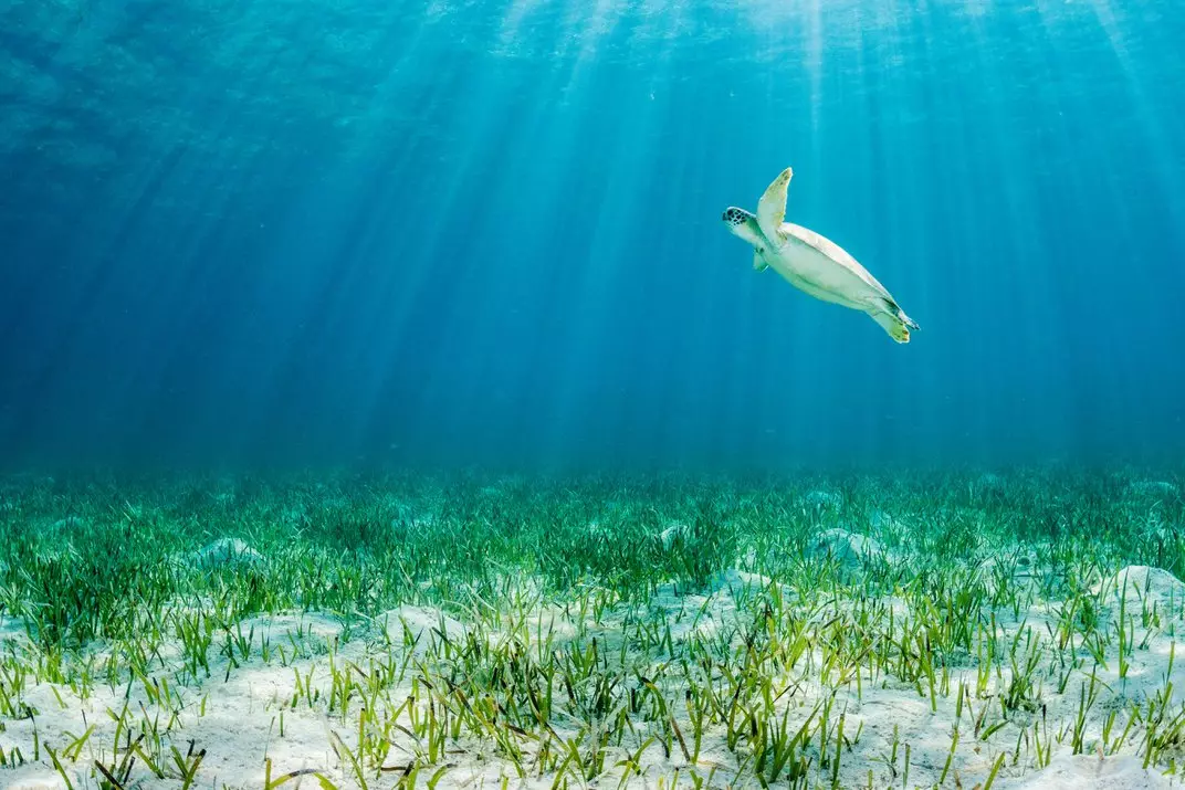 Kodėl jūros žolė gali būti slaptas vandenyno ginklas prieš klimato kaitą? 12075_18