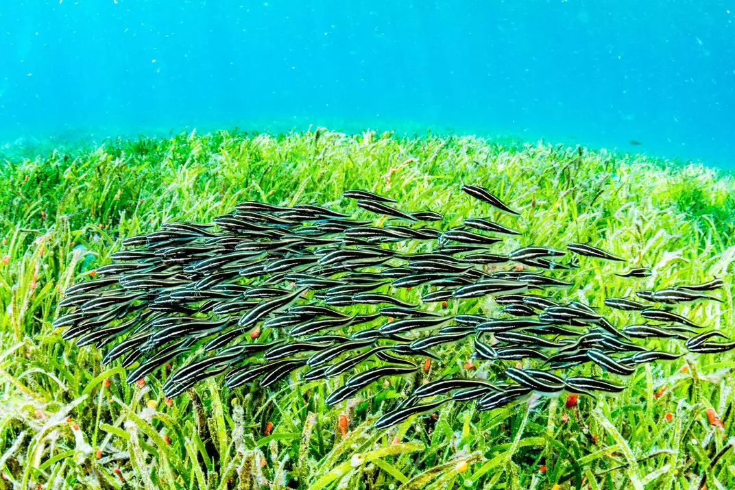 Ụlọ akwụkwọ nke ụmụ okoro na-acha uhie uhie eel catfish