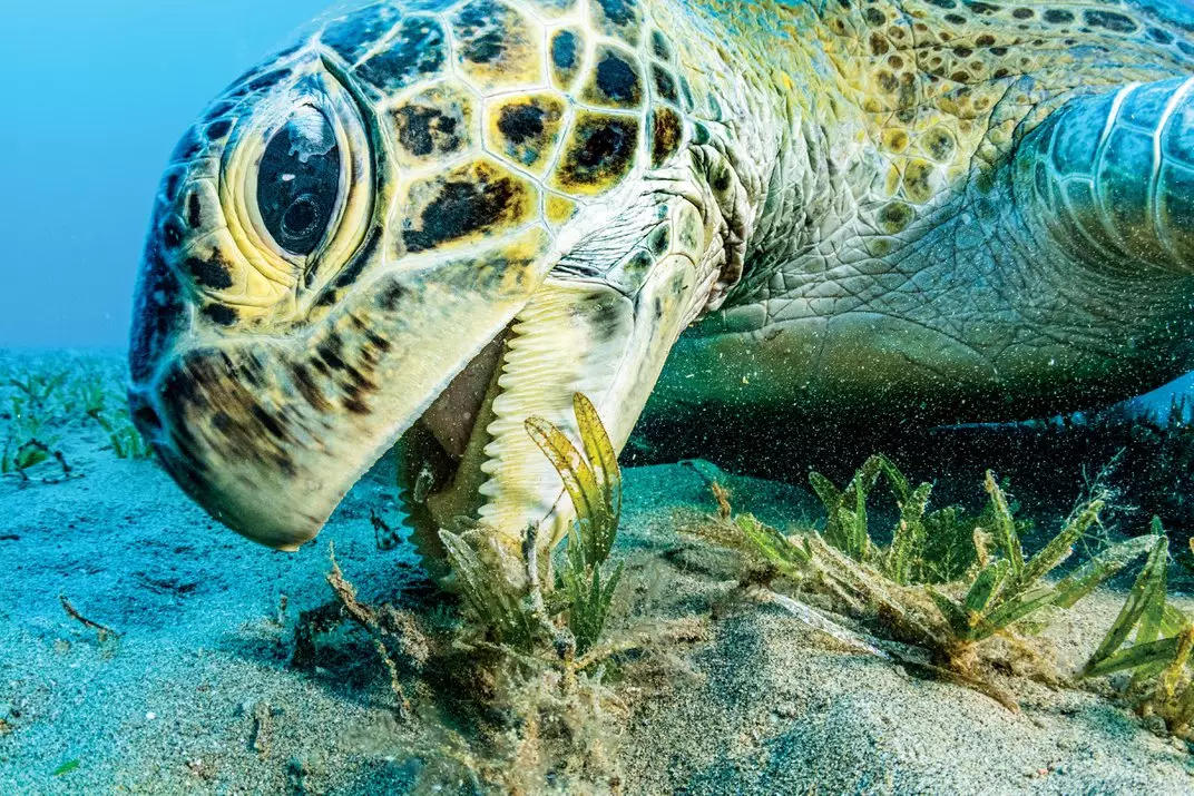 een bedreigde groene zeeschildpad voedt zich met zeegras