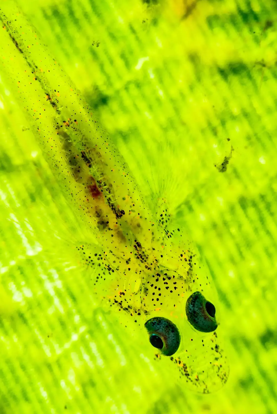 Un petit poisson appelé gobie fantôme bilobé, remarquable pour sa peau translucide, vit et se cache au milieu des herbiers.