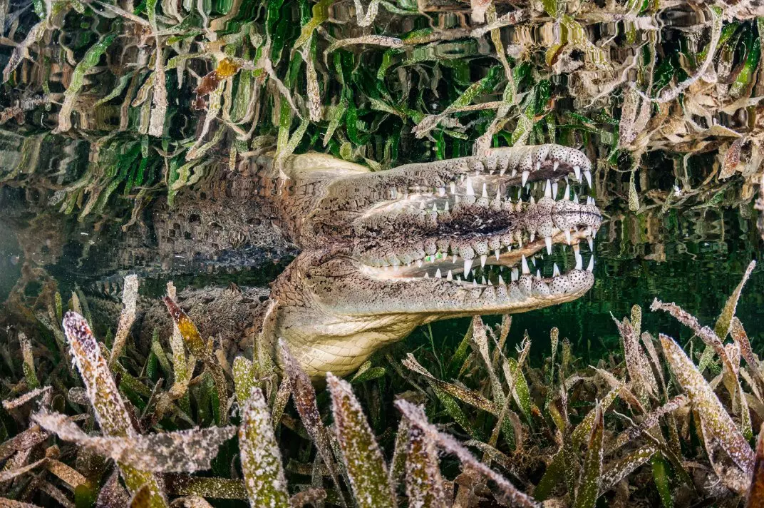 Un crocodile américain dans les Jardines de la Reina