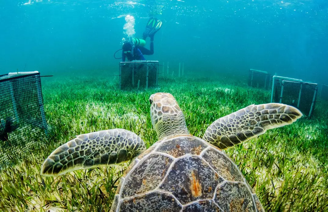 Zelena morska želva se sreča z raziskovalcem Centra za raziskovanje in izobraževanje oceanov na otoku Eleuthera.