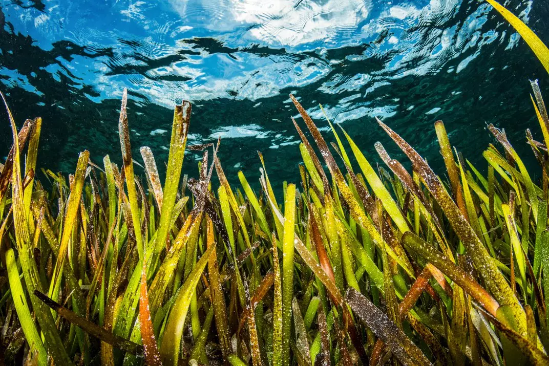 ทำไมหญ้าทะเลจึงเป็นอาวุธลับของมหาสมุทรในการต่อต้านการเปลี่ยนแปลงสภาพภูมิอากาศ 12075_9