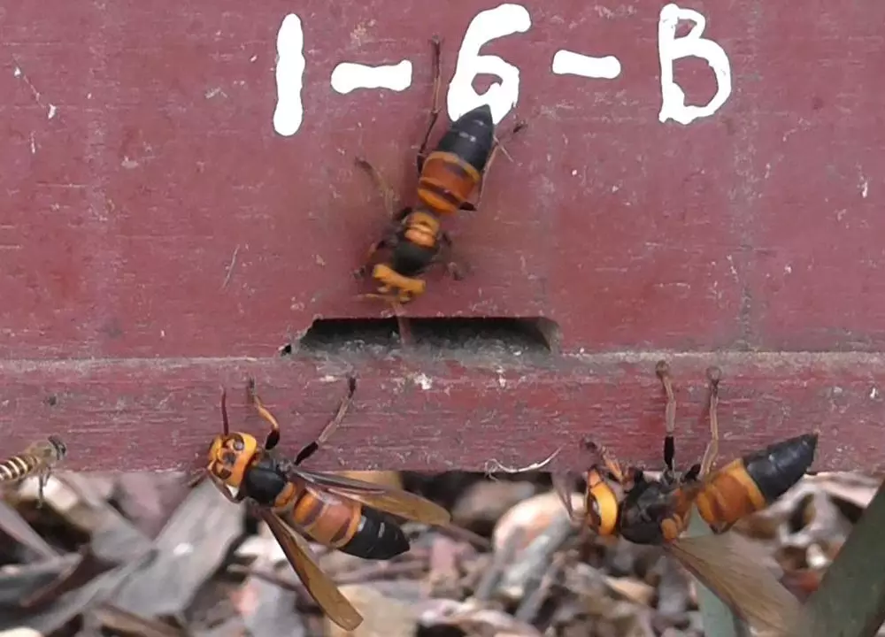 Hören Sie sich den Schrei asiatischer Honigbienen an, wenn Mordhornissen in der Nähe sind