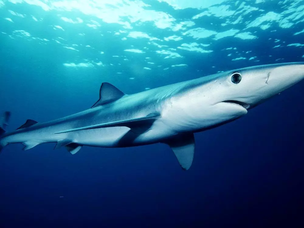 A tudósok a legveszélyesebb helyeket keresik cápának