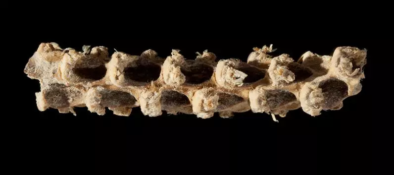 Préstame tus oídos: una historia de evolución de una mazorca de maíz de 5310 años