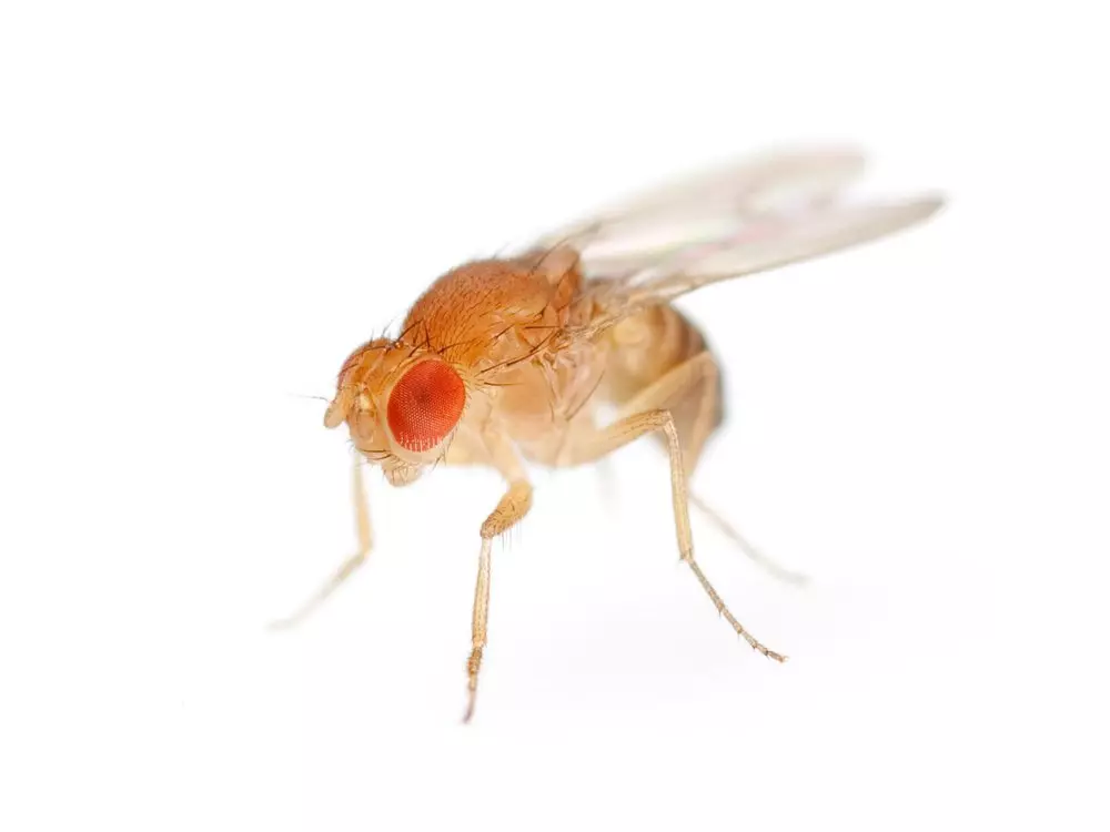 fruit fly.jpg