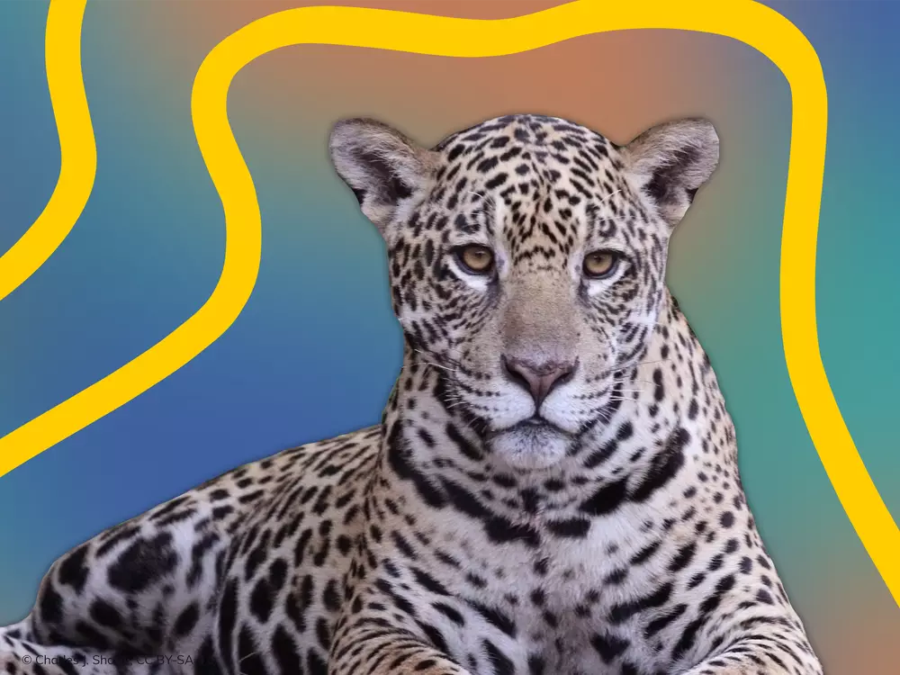 Bandicoots, jaguares e media terra no optimismo terrestre desta semana