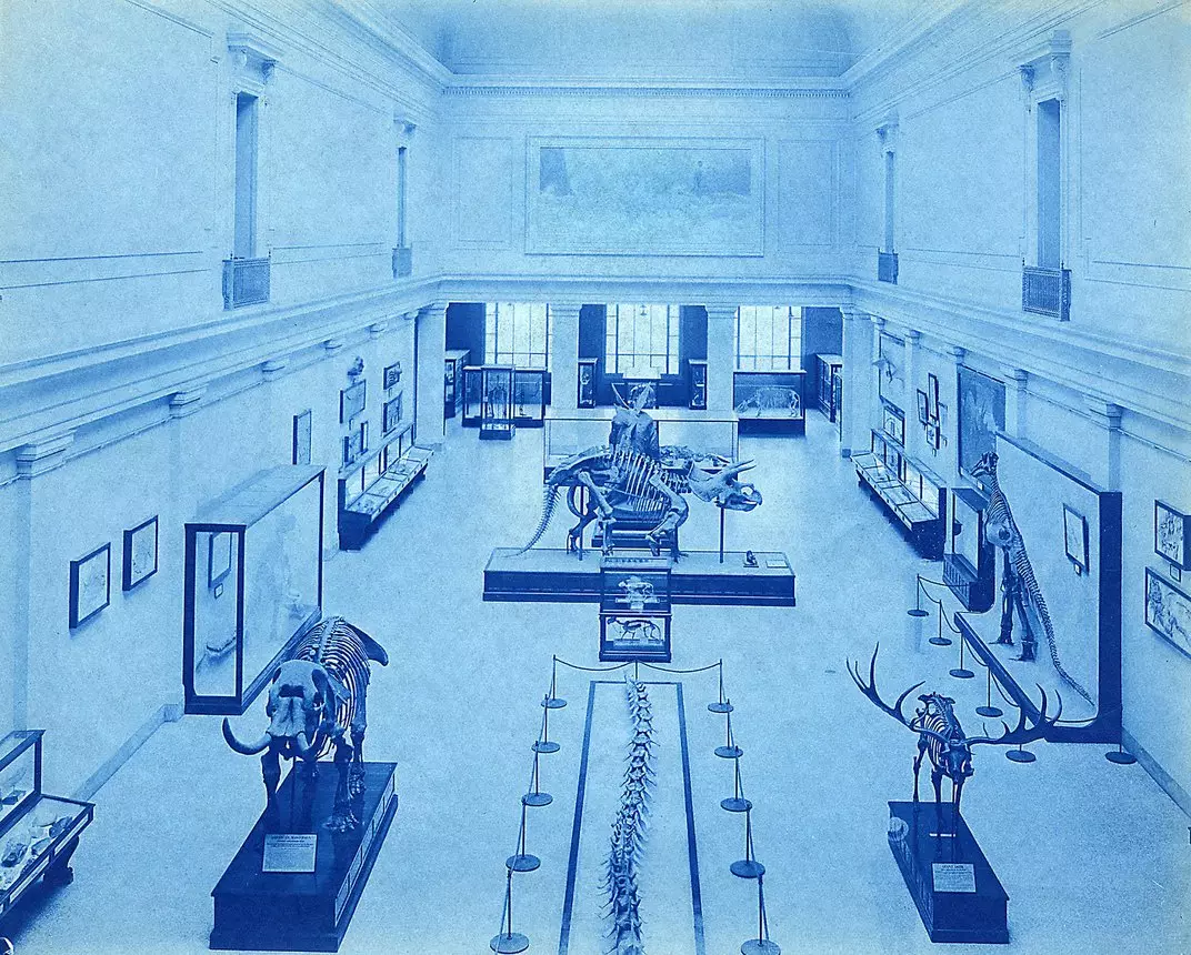 Ізольовані скелети динозаврів на виставці в залі скам’янілостей Смітсонівського університету, коли він був відкритий у 1911 році.