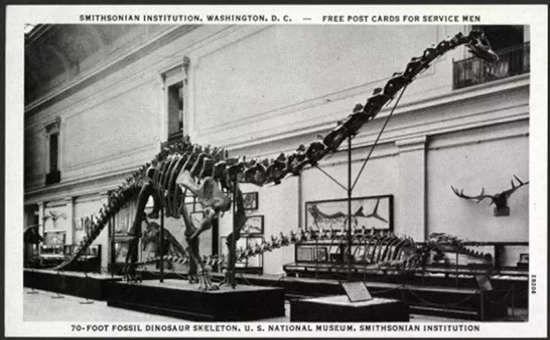 Чорно-біла листівка із зображенням 70-футового диплодика на виставці в залі скам’янілостей Смітсонівського університету під час Другої світової війни.