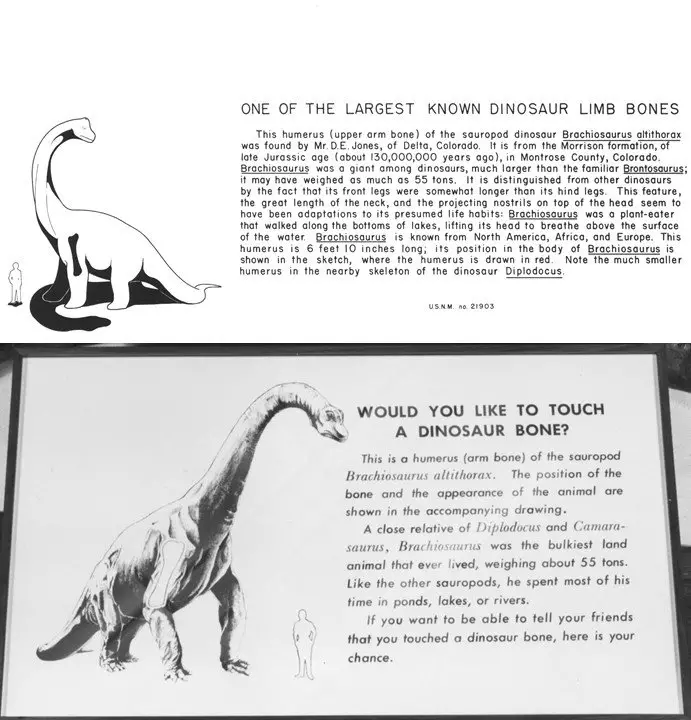 1930 र 1960 को दशकमा स्मिथसोनियनको जीवाश्म हलमा प्रदर्शनमा रहेको सोरोपोड ह्युमरस हड्डीको वर्णन गर्ने कालो र सेतो प्रदर्शनी लेबलहरू।
