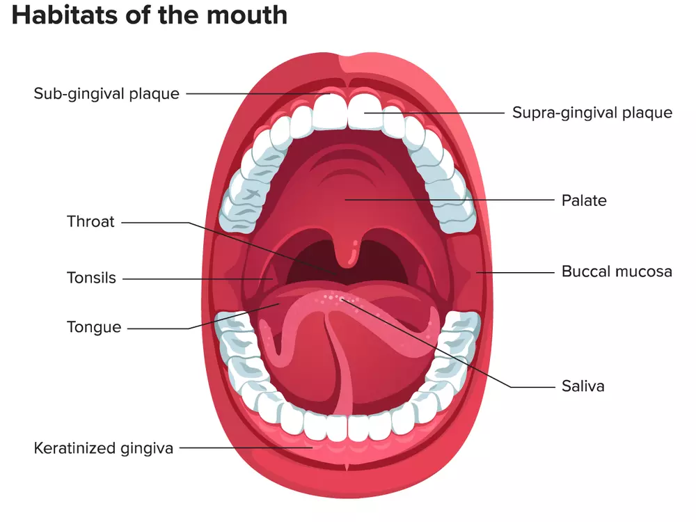 Diagramma della bocca