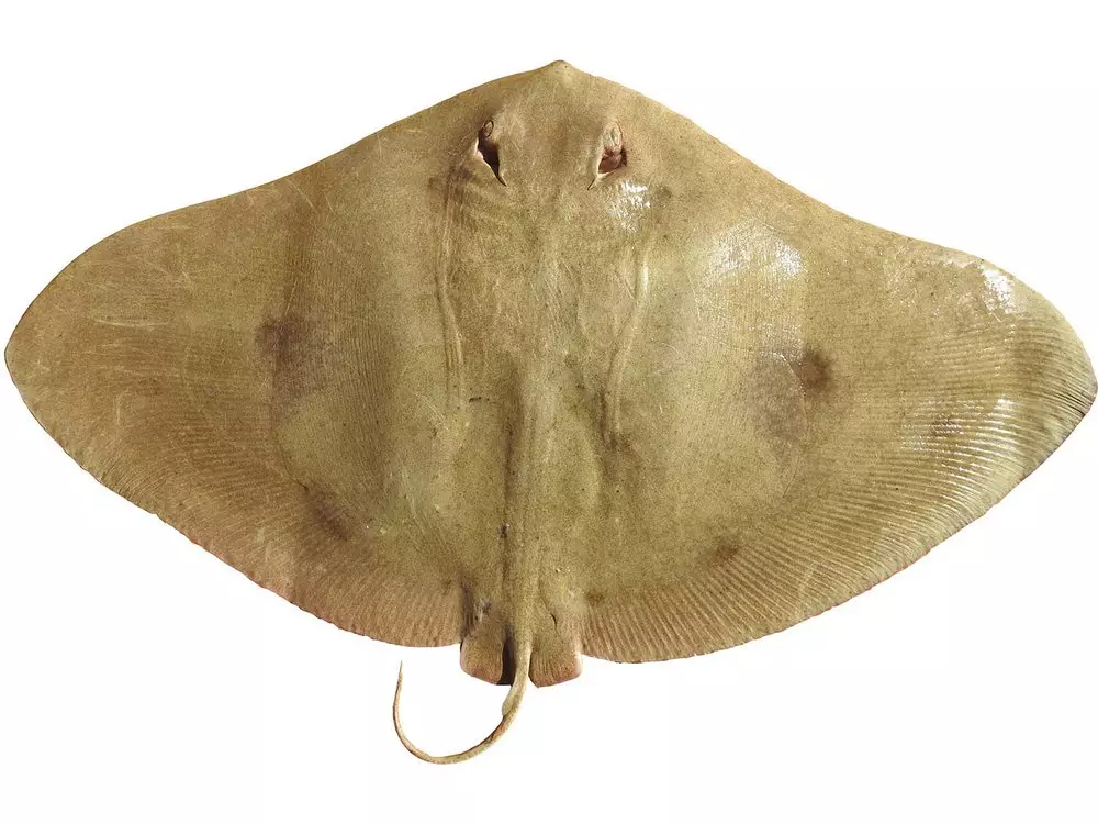 Kvinde Tentacled Butterfly Ray