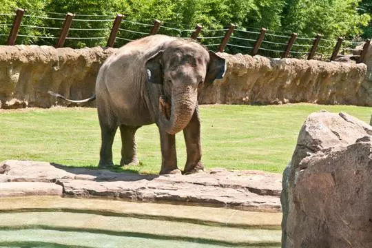 Lawatan Gajah Zoo Negara Ke Rumah Baharu
