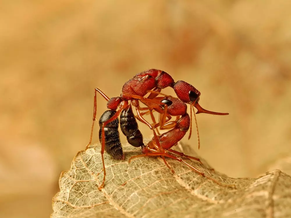 Két vörös Jerdon ugró hangya, nagy állkapocsokkal küzdenek egymással barna háttér előtt