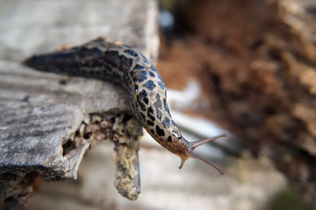 E Leopard Slug mat donkel Flecken an Antennen um Rand vun engem Logbicher
