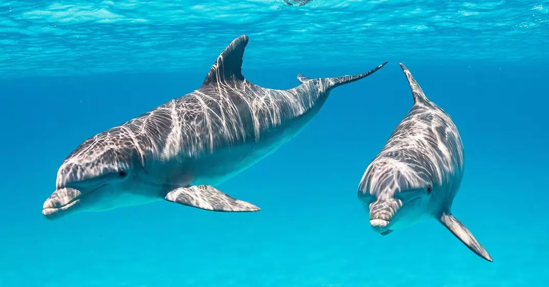 Twa Atlantyske spotted dolfinen swimme ûnder wetter yn 'e Bahama's