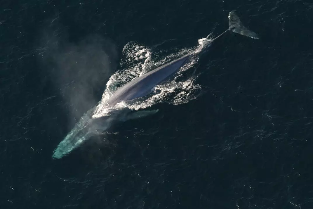 Una foto aèria d'una balena blava aflorant per l'aire sobre un fons d'oceà fosc.