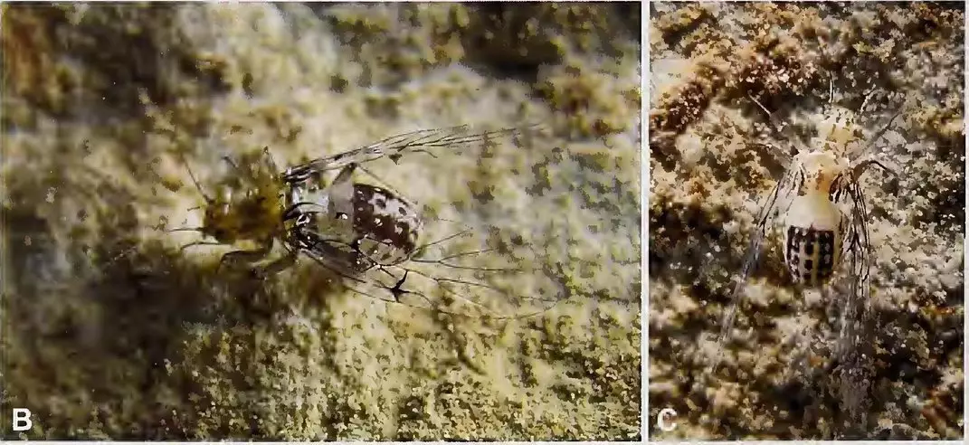 Një insekt shpellë pa sy me krahë që ka madhësinë e një pleshti