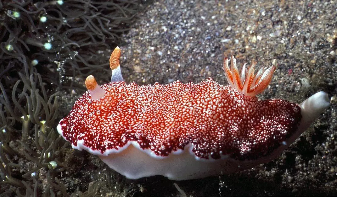 Siput laut merah cerah dengan bagian bawah putih, bintik-bintik putih, dan antena berenang di bawah air