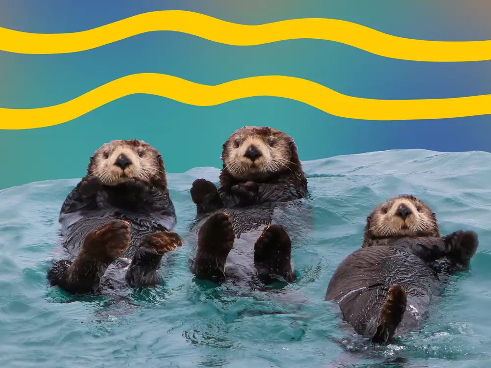 see-otters.png