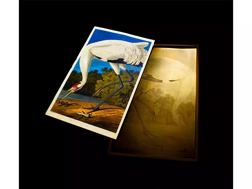 Comment James Audubon a capturé la romance du Nouveau Monde