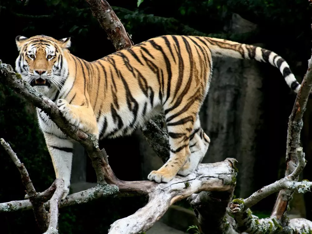 Kina nxit mishin e tigrit në meny