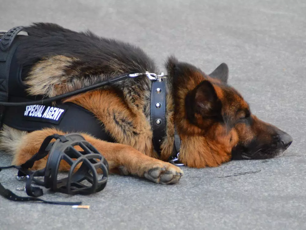 पुलिस का कुत्ता