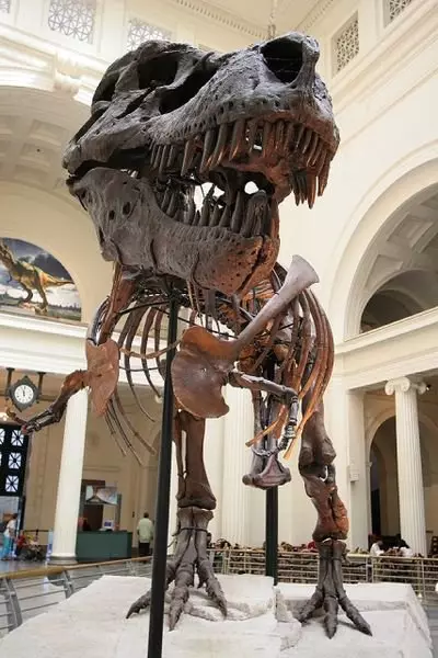 Tyrannosaurus Sue ਦੇ ਵੀਹ ਸਾਲ