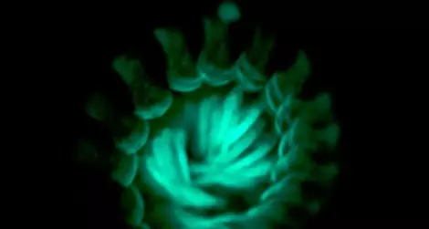 മോട്ടിക്സിയ മില്ലിപീഡിന്റെ നീണ്ട എക്സ്പോഷർ അതിന്റെ പച്ചകലർന്ന നീല തിളക്കം എടുത്തുകാണിക്കുന്നു