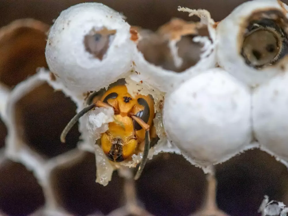 Asian Giant Hornet Nest អាចមាន Queens 200 ក្បាល