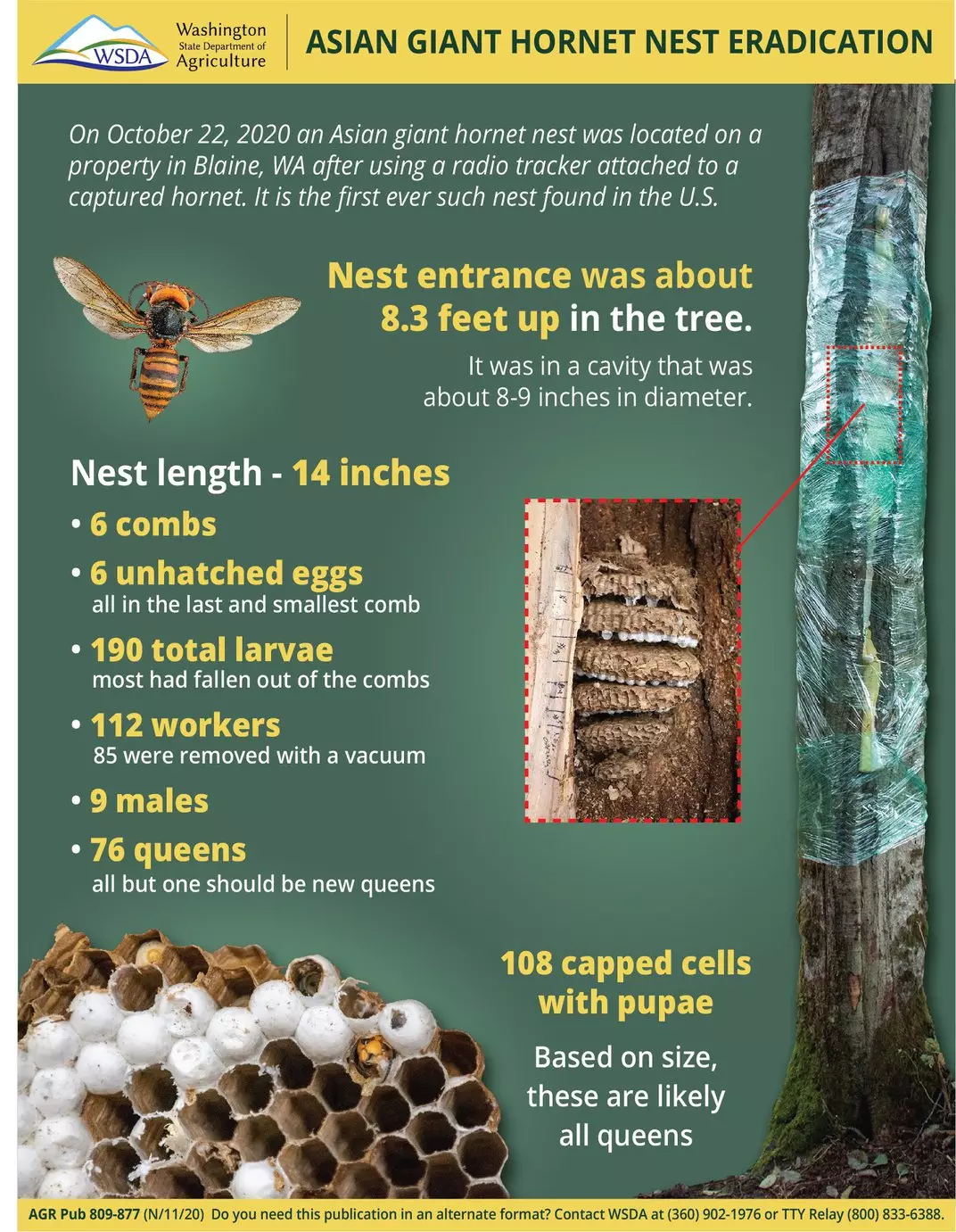Lembar fakta sarang lebah raksasa asia