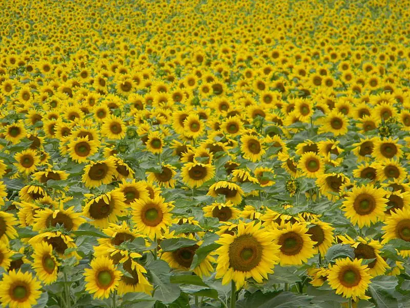 Sunlight-Tracking Polymer, Inspired by Sunflowers, Could Maximize Solar Power