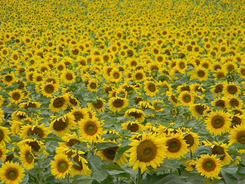 Ang Sunlight-Tracking Polymer, Giinspirar sa Sunflowers, Mahimong Mapadako ang Solar Power