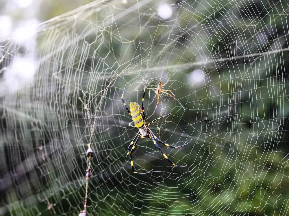 Una femmina di ragni Joro è appesa alla sua tela. Ha un addome a strisce gialle e nere, con strisce nere, gialle e rosse sulle lunghe gambe. Un maschio più piccolo, marrone, si arrampica accanto a lei. Lo sfondo mostra fogliame verde.