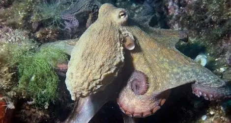 Octopus na kowa