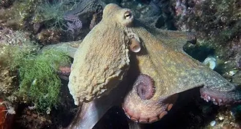 Kaum Curious Qhov Tseeb Txog Octopuses