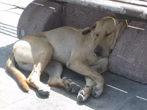 Un cane a sei dita a suo agio sul lungomare nel distretto di Besiktas.