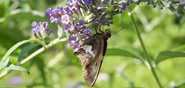 Серебряная пятнистая бабочка-шкипер