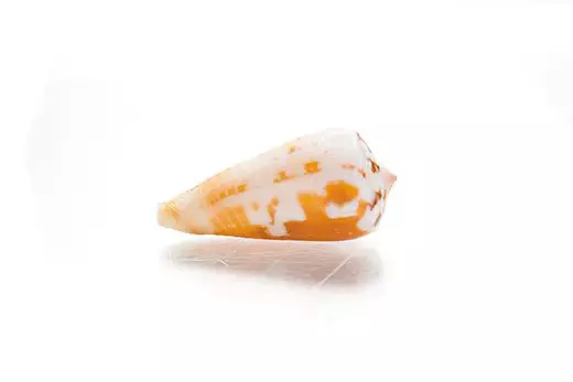 Umusazi Kubyerekeye Seashells 12411_3