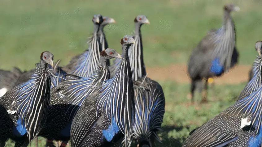 Këta zogj të bukur blu si Turqia kanë tru të vogël dhe rrjete të mëdha sociale
