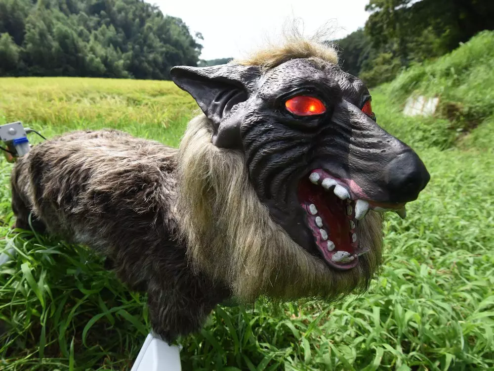 Robotic 'Monster Wolf' na-echebe obodo ndị Japan pụọ na anụ ọhịa bea