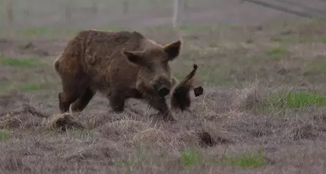 20110926102006wild-boar.jpgMột con lợn rừng làm một số thiệt hại