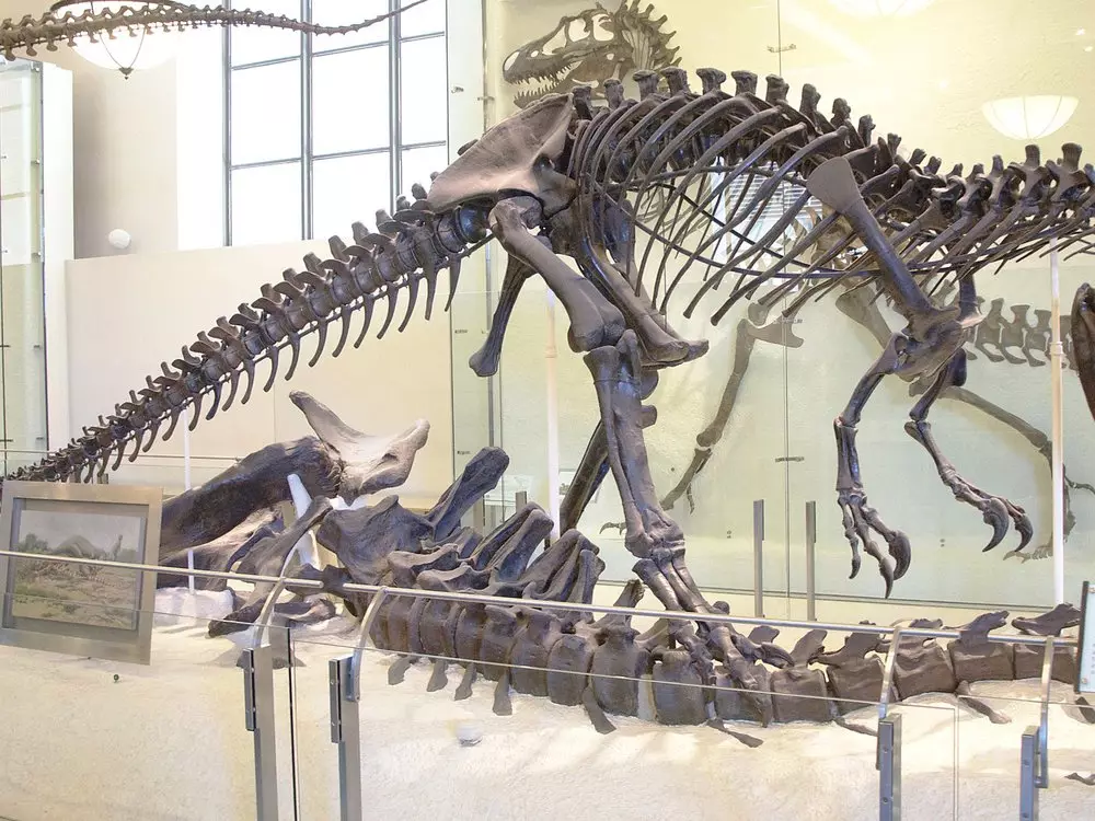 AMNH "مبارزه با دایناسورها" تقسیم می شود