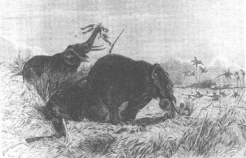 Dahomeys Jägerinnen, die Gbeto, greifen eine Elefantenherde an.